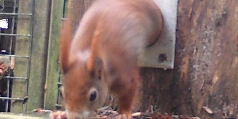 Clocaenog Red Squirrels Trust is featured on Coast and Country ...